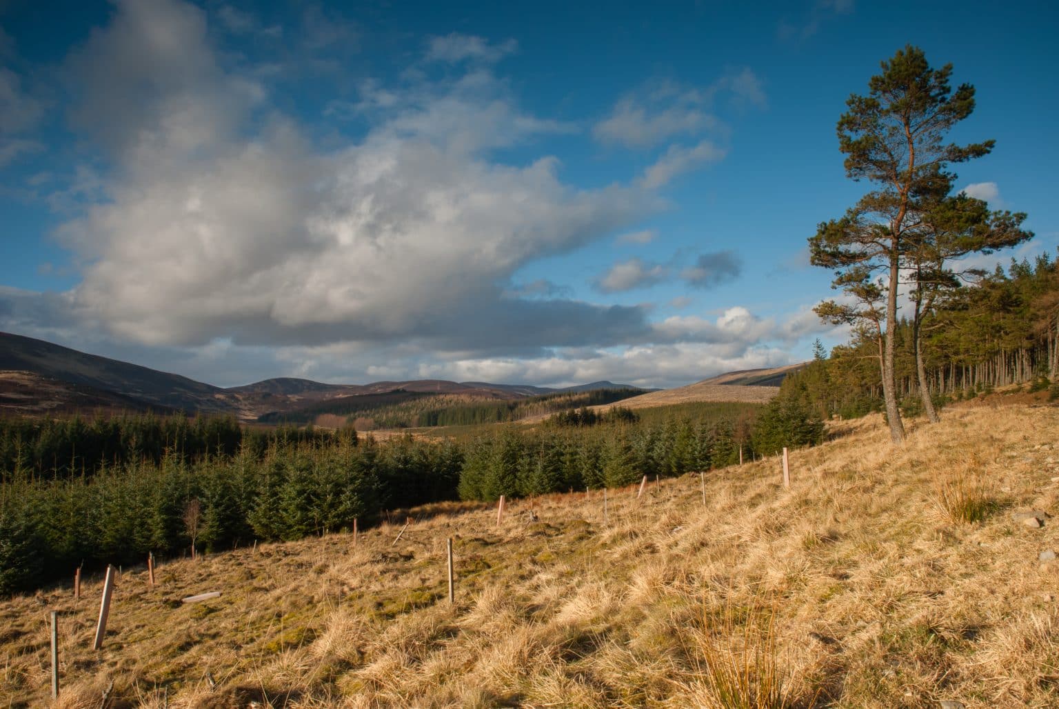 Bell Ingram | Rural Business Specialists